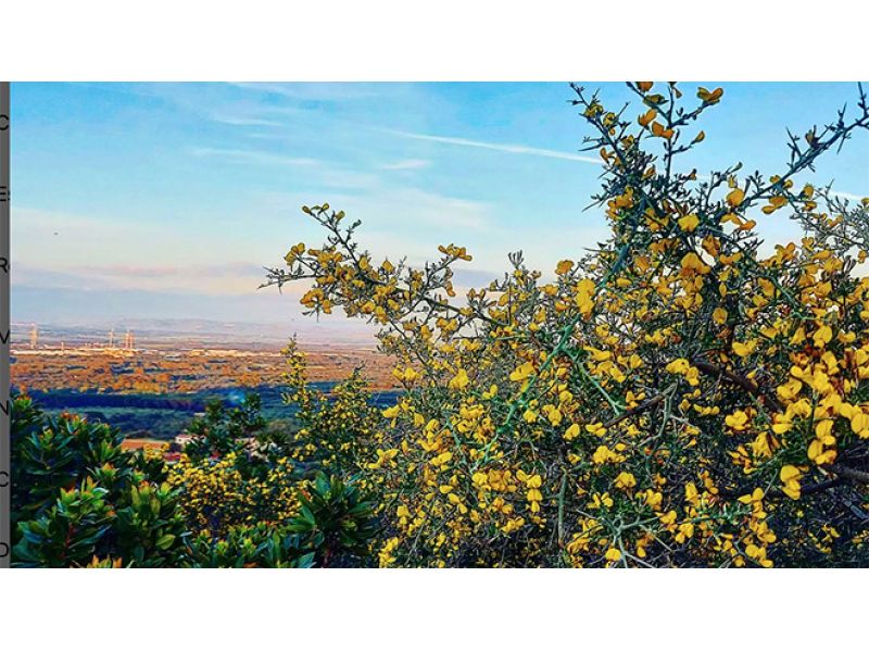 FIRES IN SARDINIA, ARU FAMILY'S CITRUS GROVE DESTROYED